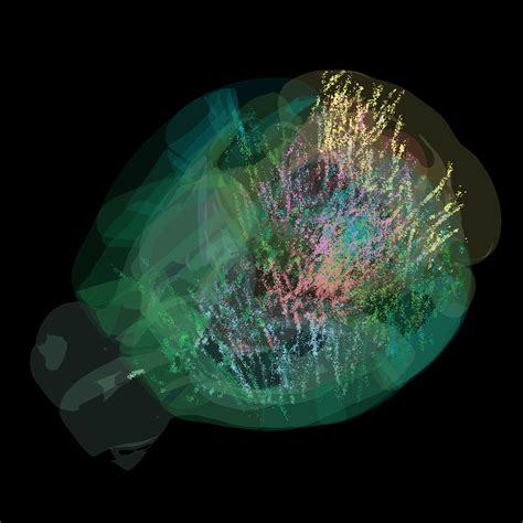 Scientists Map Complete Brain Activity During Decision Making For First Time