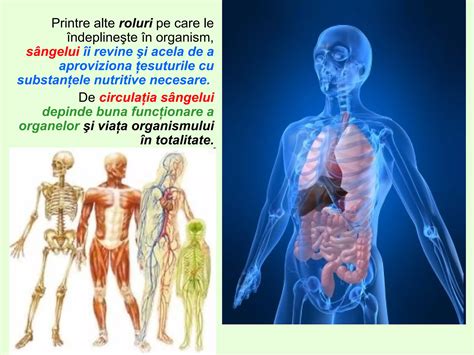Lectie 24 Fiziologia Sistemului Circulator Ppt