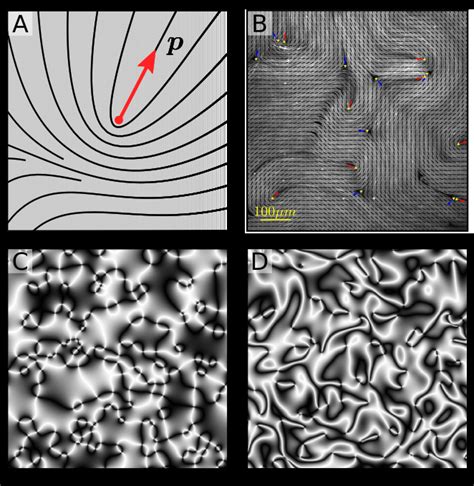 A Schematic Representation Of A Planar Nematic Texture Featuring A