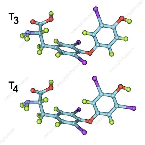 Triiodothyronine And Thyroxine Hormone Molecular Models Stock Image F0243134 Science