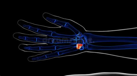 Human Skeleton Hamate Bone Anatomy For Medical Concept 3d Rendering