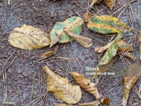 暗い背景に紅葉を逆光で照らしました葉を閉じる まぶしいのストックフォトや画像を多数ご用意 まぶしい オレンジ色 クローズアップ