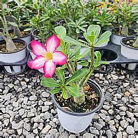석화 사막의장미 밥오밥나무 아프리카식물 코덱스 엑스플랜트