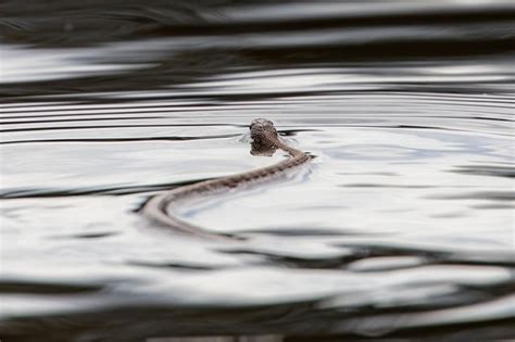 Snek Rule R196