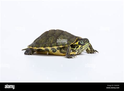 Yellow Bellied Slider Turtle Trachemys Scripta Scripta Juvenile Stock