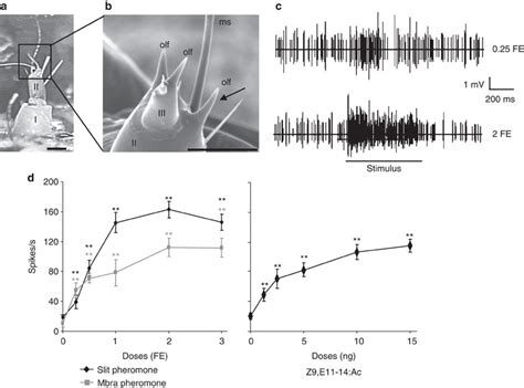 Single Sensillum Recordings From Olfactory Sensilla Located On Larval