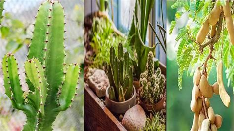 Plant For Vastu Tips ఇంట్లో ఈ మొక్కలు ఉన్నాయా ఆర్ధిక ఇబ్బందులతో పాటు