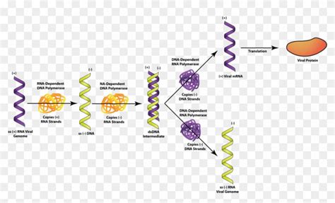 Ssrna 2 1 Double Stranded Rna Virus Clipart 2857452 Pikpng