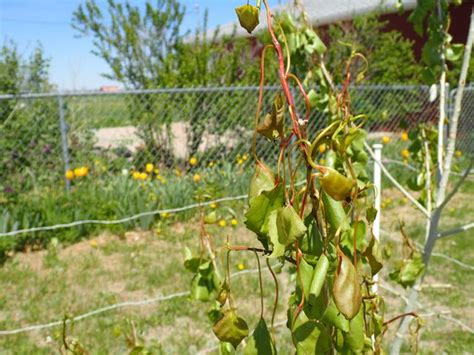 Beware Of Herbicide Damage On Your Trees Planters Place