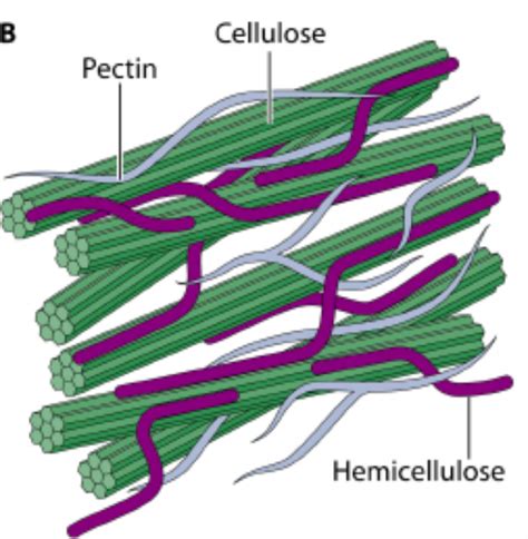 Hemicellulose Meaning