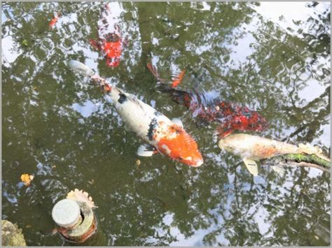 Koi Fish Pond Wallpaper Hd Data Src W Full 5 4 1 524803 Koi Pond