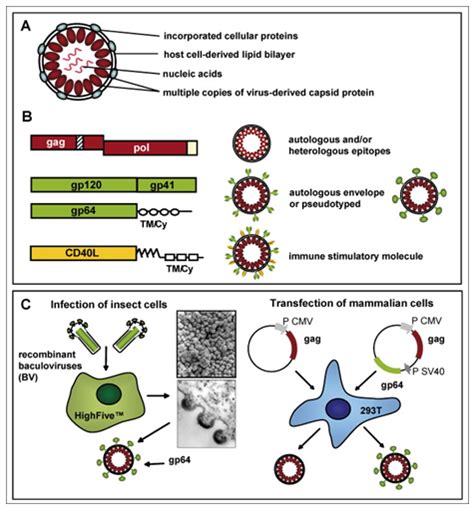 Virus Like Particles Vlps Creative Diagnostics
