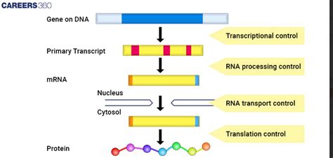 Gene Regulation And Gene Expression Differences