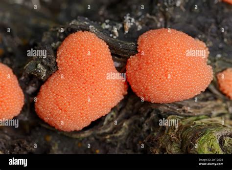 Salmon Coloured Slime Mould Or Fish Egg Slime Mould Tubifera Ferruginosa Tubifera Ferruginea
