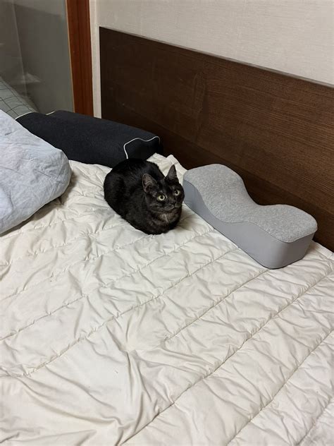 범단랑🐯🦁🐣 On Twitter 좀 러버덕 같은 느낌
