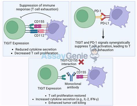 Tigit A New Frontier In Cancer And Autoimmune Disease Immunotherapy Assay Genie