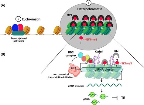 Heterochromatin Biology Simple