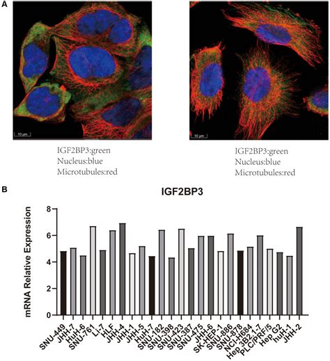 The Comprehensive Expression And Functional Analysis Of M6A