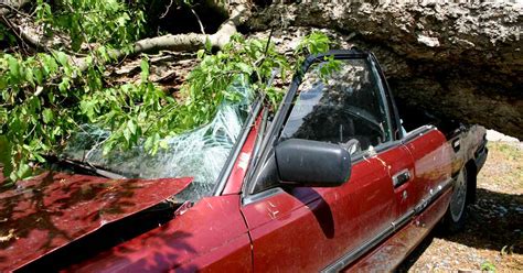 Neighbors Tree Fell On Your Car Whos Responsible Independent Agents