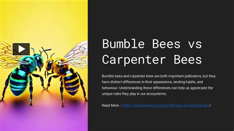 Ppt Bumble Bee Vs Carpenter Bee Powerpoint Presentation Free To
