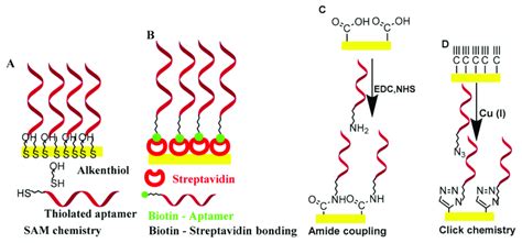 Scheme 2 The Common Surface Immobilization Methods For Aptamers A