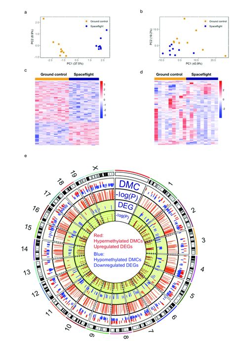 Spaceflight Induced Global Alterations Both On Dna Methylation And Gene