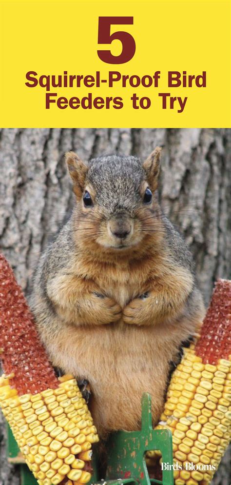 The Ultimate Guide To Squirrel Proof Bird Feeders