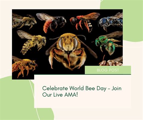Celebrate World Bee Day Watch Our Live Ama