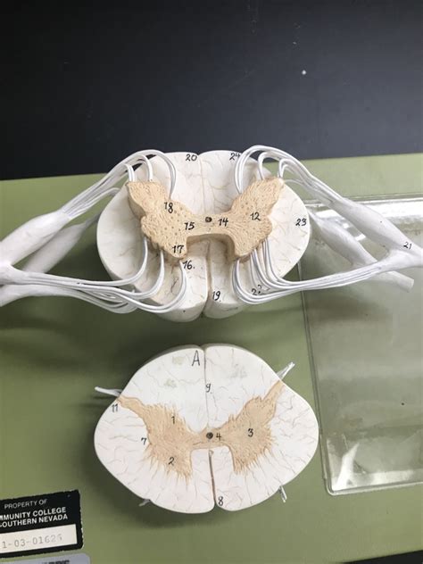Bio 223 Lab 8 Spinal Cord Anatomy Diagram Quizlet