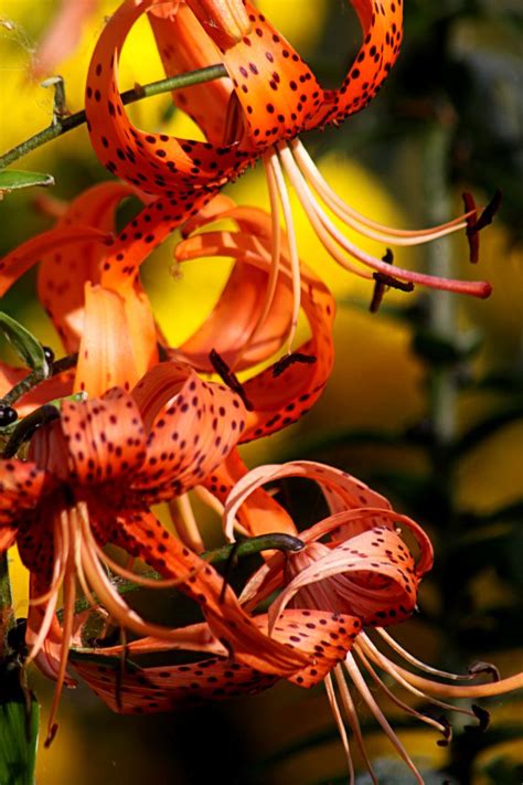 Tiger Lilies Wonderful Flowers Beautiful Flowers Tiger Lily