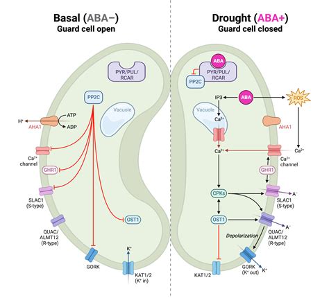 Abscisic Acid Aba Signaling In Guard Cells Biorender Science Templates