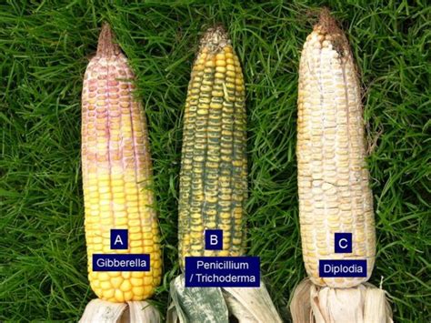 Managing Ear Rot In Corn Sylvite