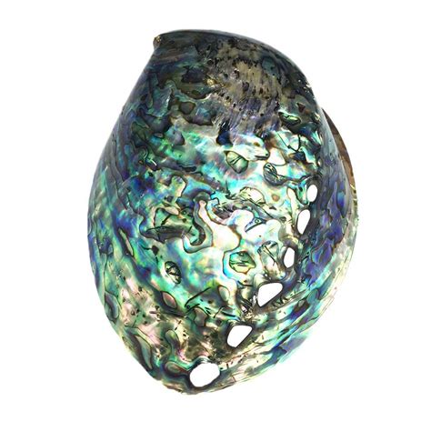 Zealand Abalone Shell Natural Craft Conch Home Dec Vicedeal