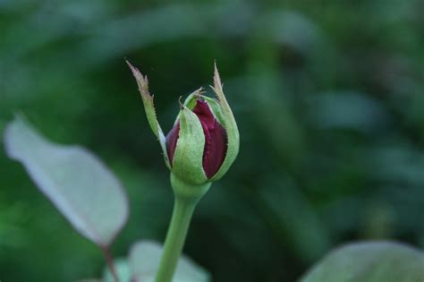Rosebud Rose Plant Free Photo On Pixabay Pixabay