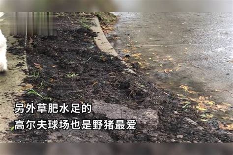 美国一地方野猪泛滥成灾政府也束手无策，中国网友：诚挚邀请野猪政府中国