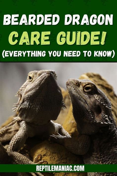 Pin On Best Of Reptile Maniac