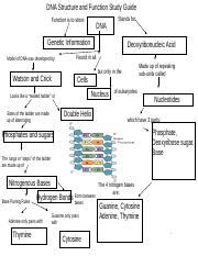 DNA Replication Concept Map D Ppt DNA Structure And Function Study Guide Function Is To