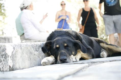 夏は犬の暑さ対策を！体温調節が苦手な犬を夏バテから守る工夫 松波動物メディカル ペットのお役立ちコラム