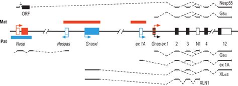 scheme of the imprinted gnas locus of the mouse maternal mat and