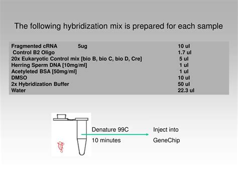 Ppt Overview Of Hybridization Stringency And Genechip Processing