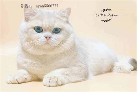 金渐层和银渐层哪种性格好 知乎