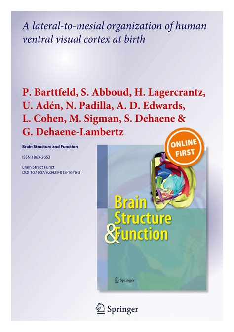 Pdf A Lateral To Mesial Organization Of Human Ventral Visual Cortex At Birth