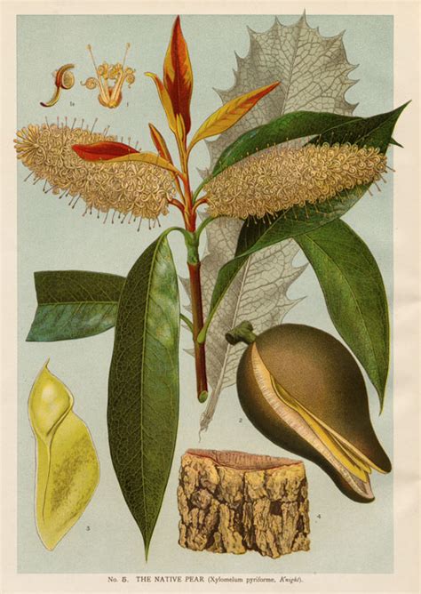 Xylomelum Pyriforme