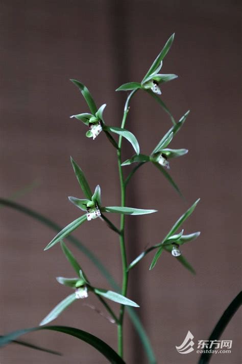 上海植物园兰室幽香迷人寒兰文化展吐芳绽蕊