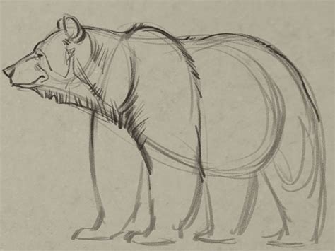 Easy Real Bear Drawing Bear Directed Drawing How To Draw A Bear