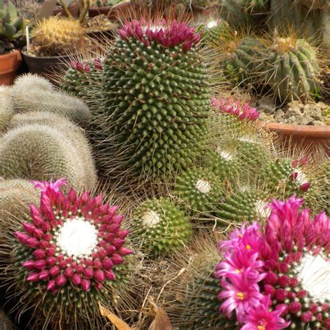 Mammillaria Spinosissima Un Pico Cactus And Succulents Cacti And Succulents Succulents