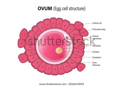 Ovum Egg Cell Structure Oocyte Woman Stock Vector Royalty Free
