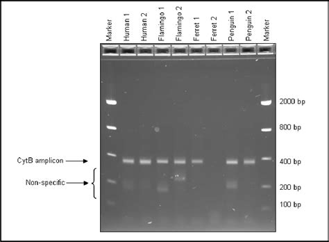 Figure 23 From Development And Forensic Application Of Dye Probe
