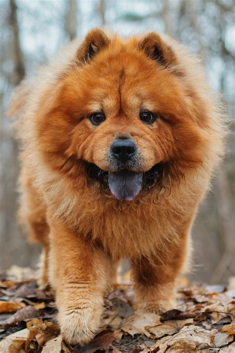 Chow Chow Price Factors That Influencing The Cost