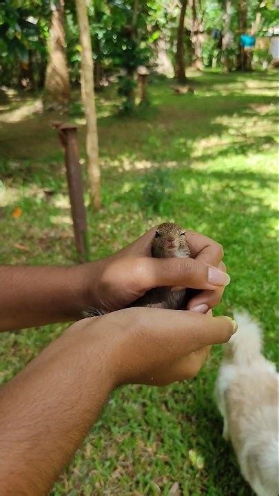 ලේන්නු ඇස් ගහනව දැකල තියනවද Youtube